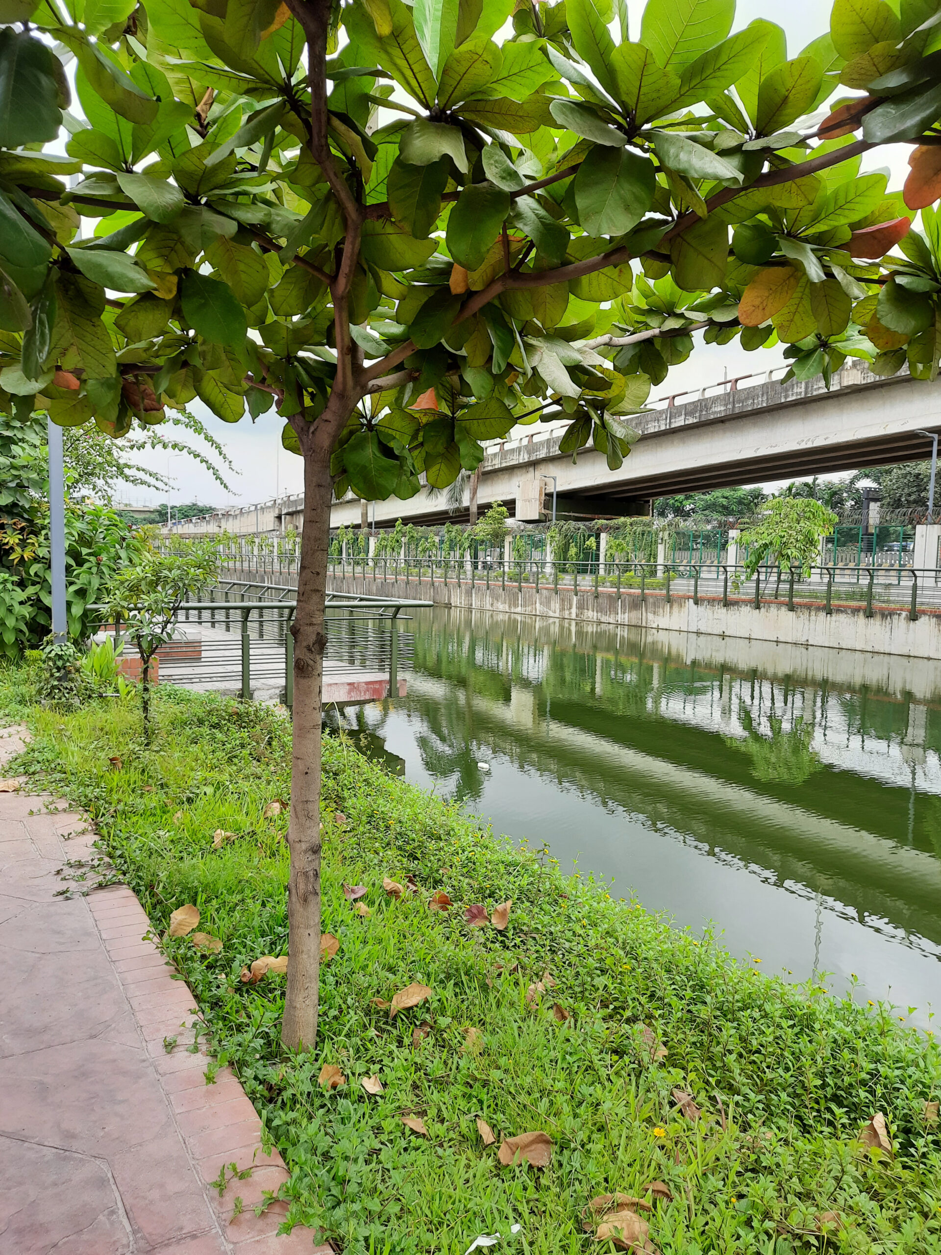 Dhaka Correspondent Emrose Ontee - Pedestrian Space