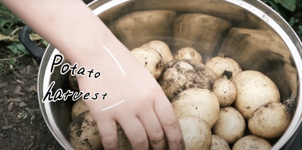 MA Film & TV Student Yujie Community Gardening - Pedestrian Space
