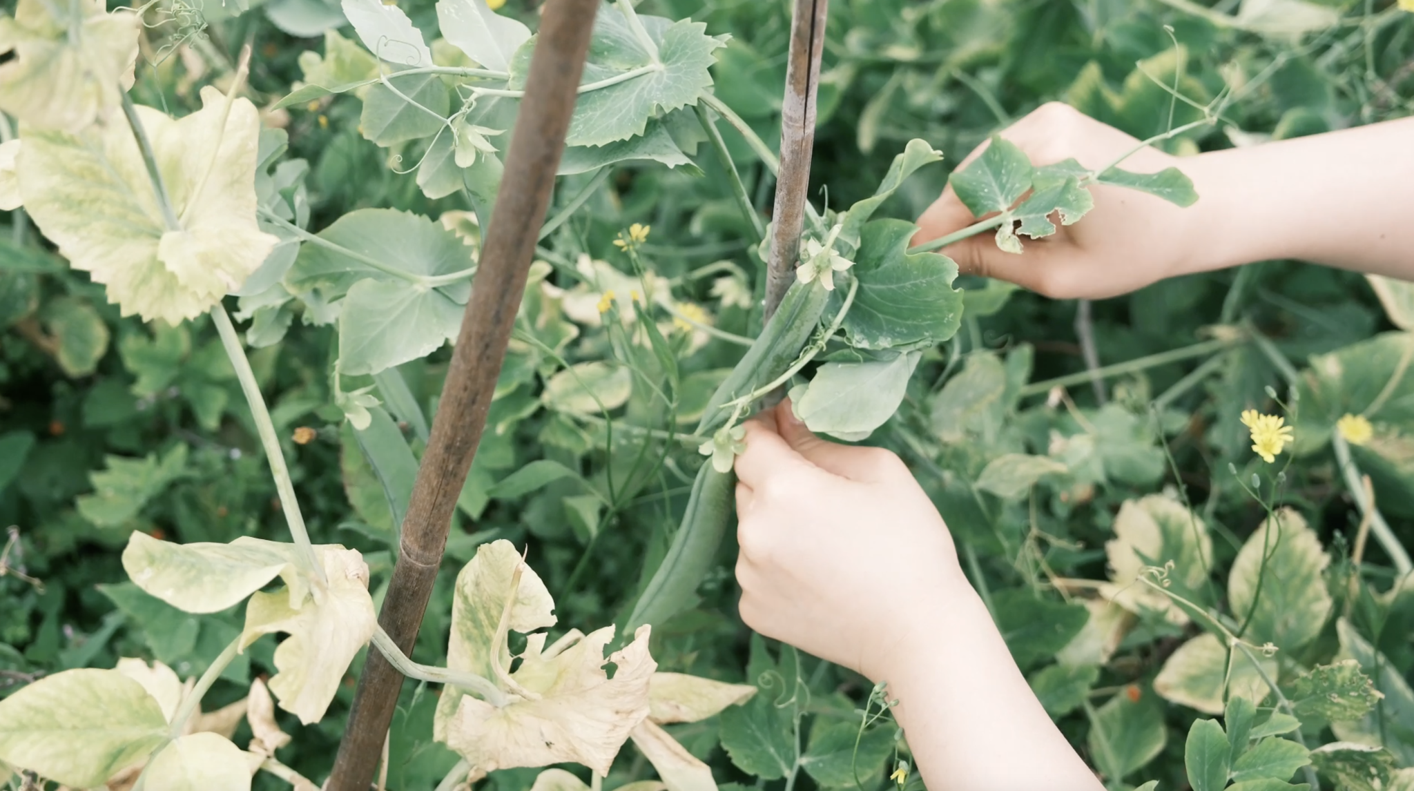 Documentary: Gardening at Easton Community Garden Part II - Pedestrian ...